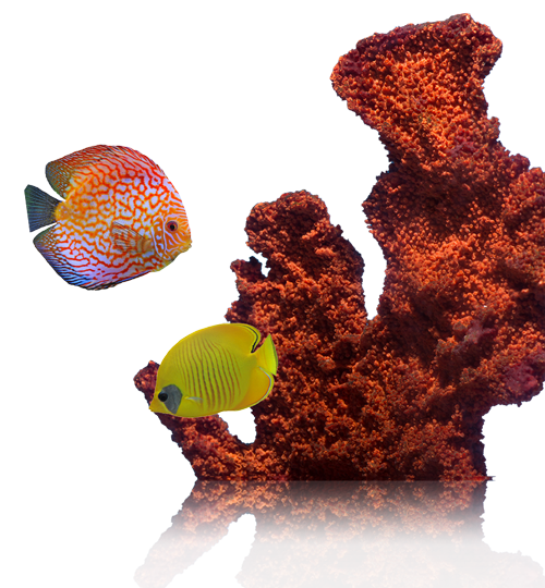 Videos – Aquatica